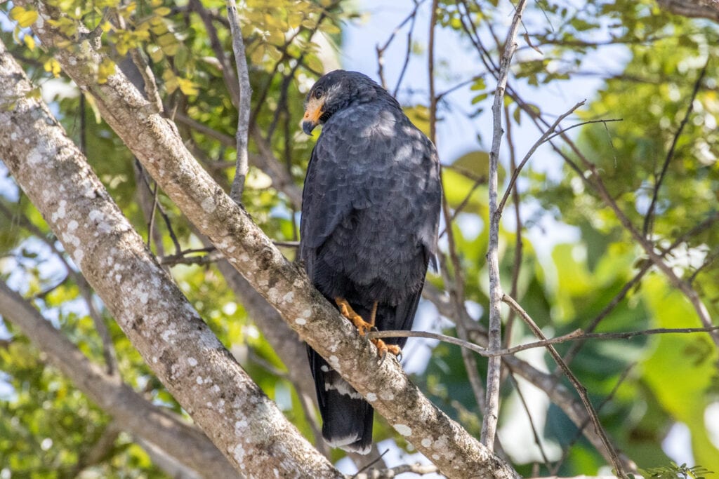 Black Hawk Up | Great Bird Pics