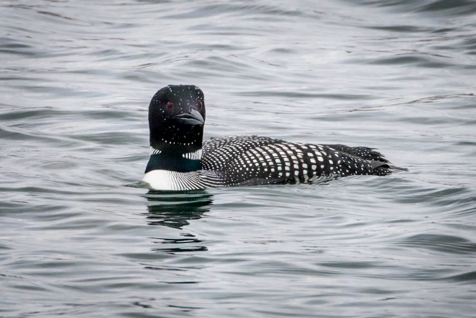 Common Loon w/Red Eye | Great Bird Pics