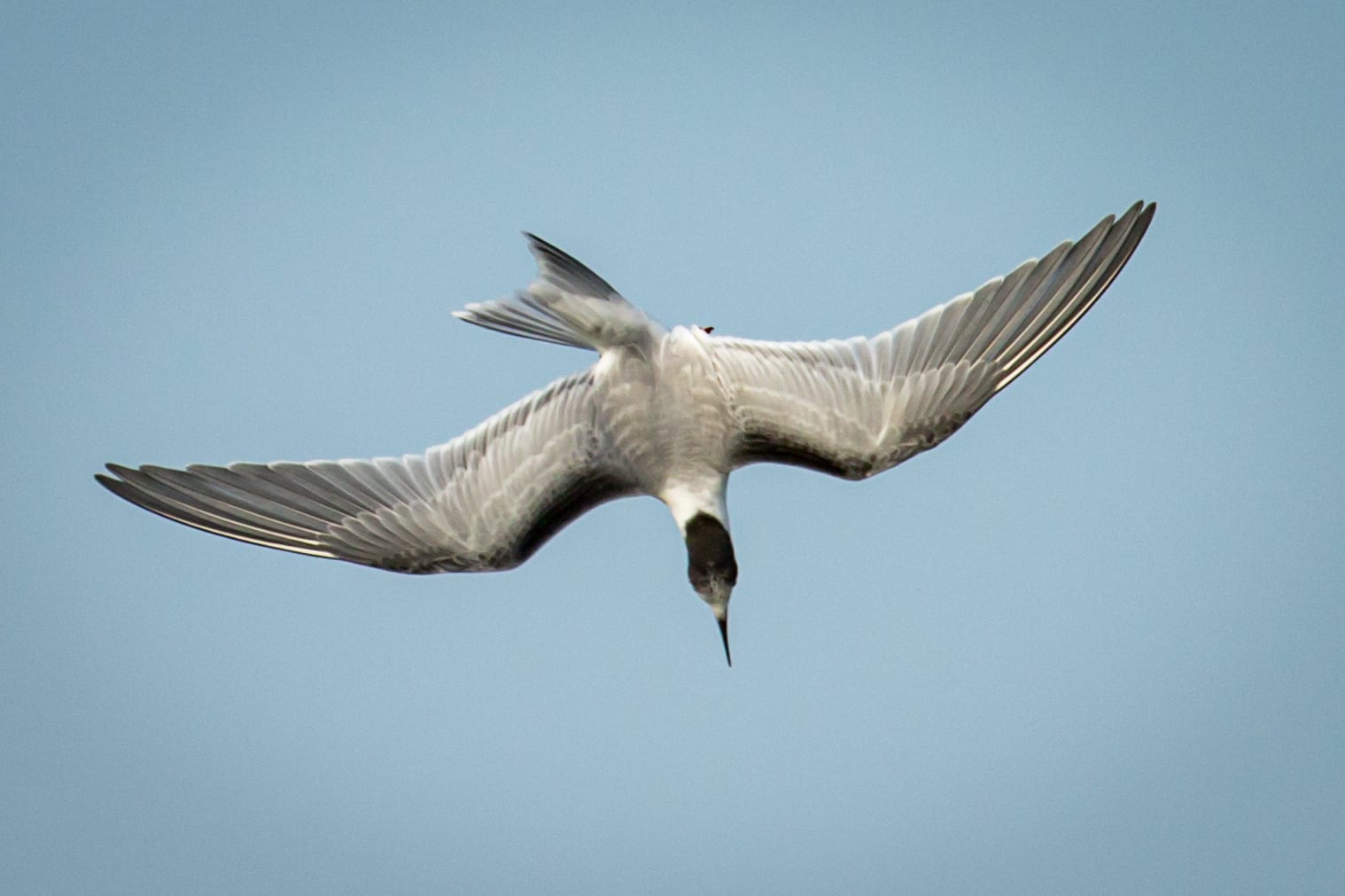 Dive! Dive! | Great Bird Pics
