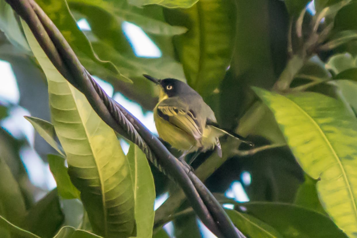 Must Catch Big Flies | Great Bird Pics