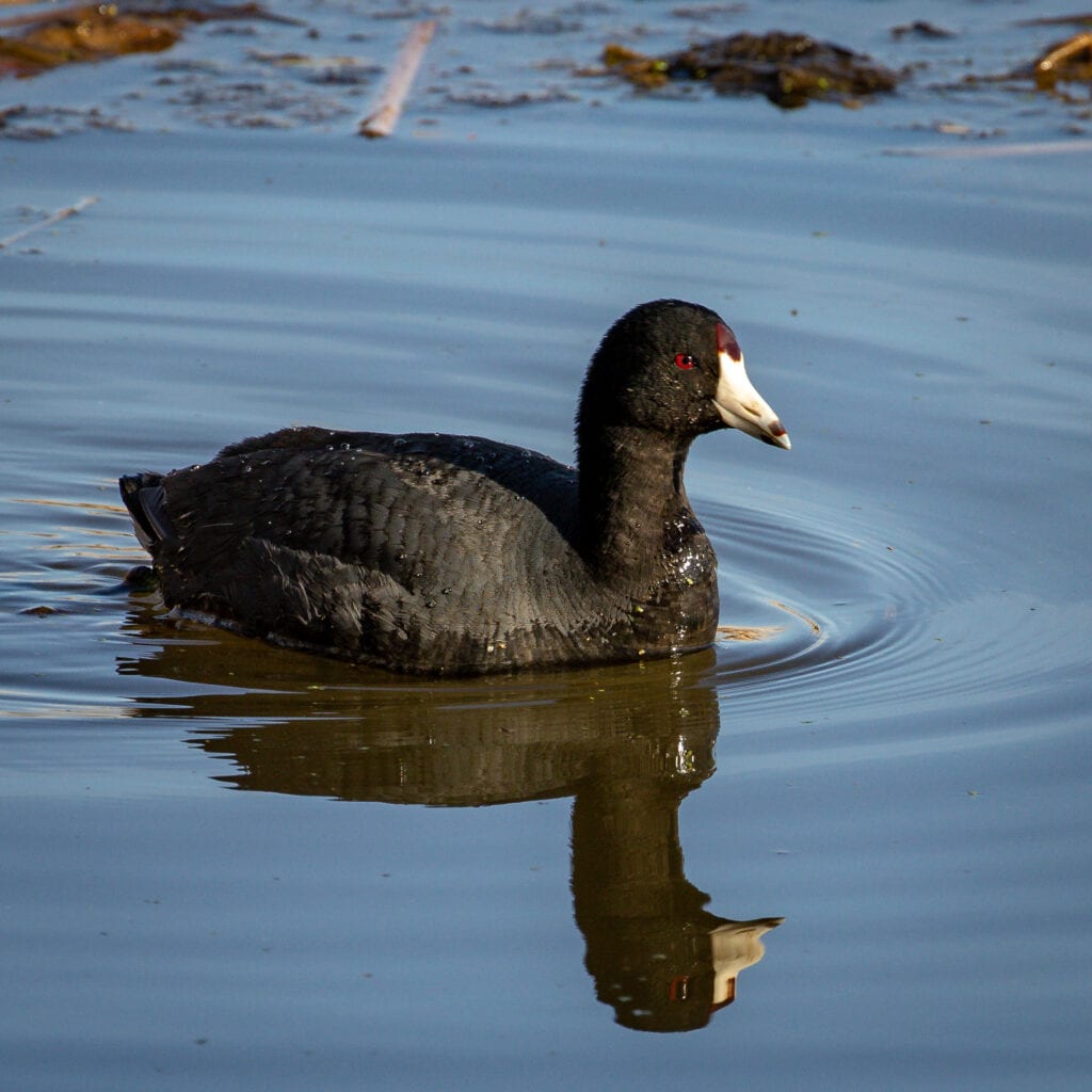 Coot Reflection | Great Bird Pics
