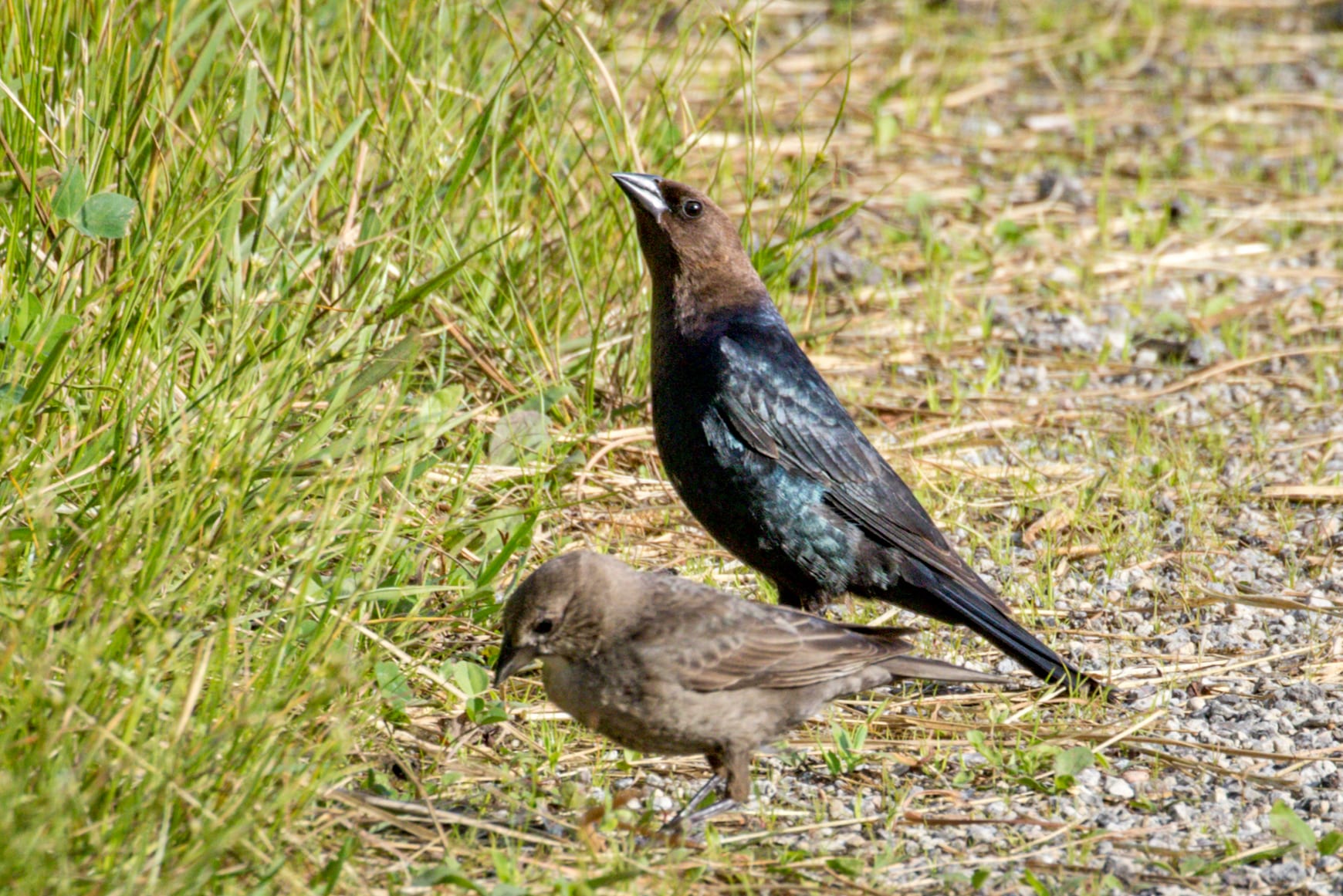 Foraging Pair | Great Bird Pics