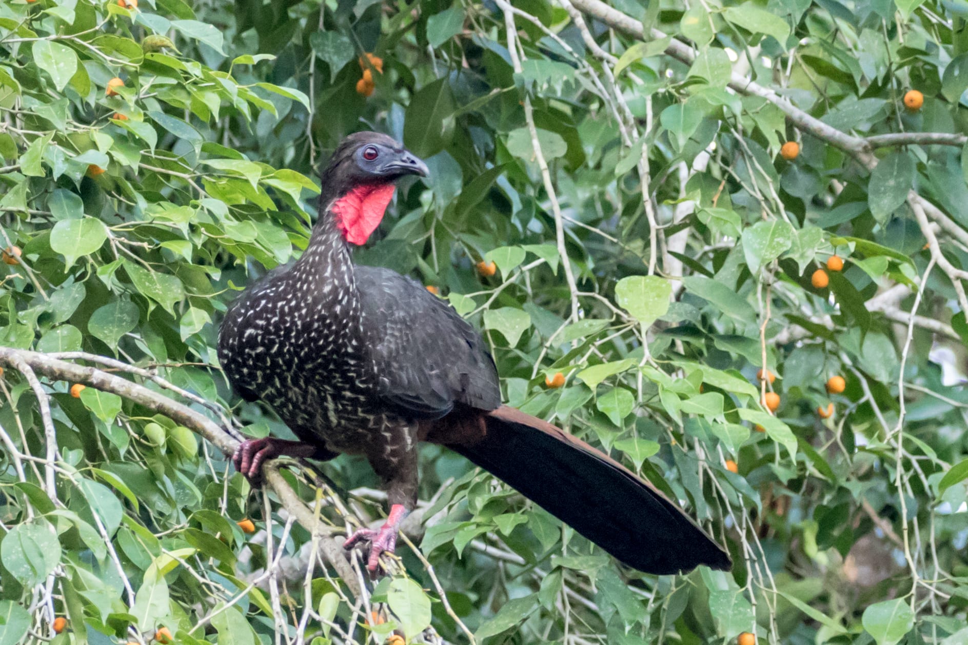 Bright Waddle | Great Bird Pics