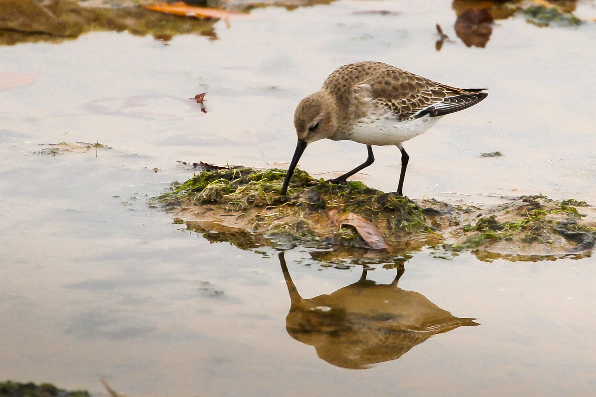 Perfect Reflection | Great Bird Pics