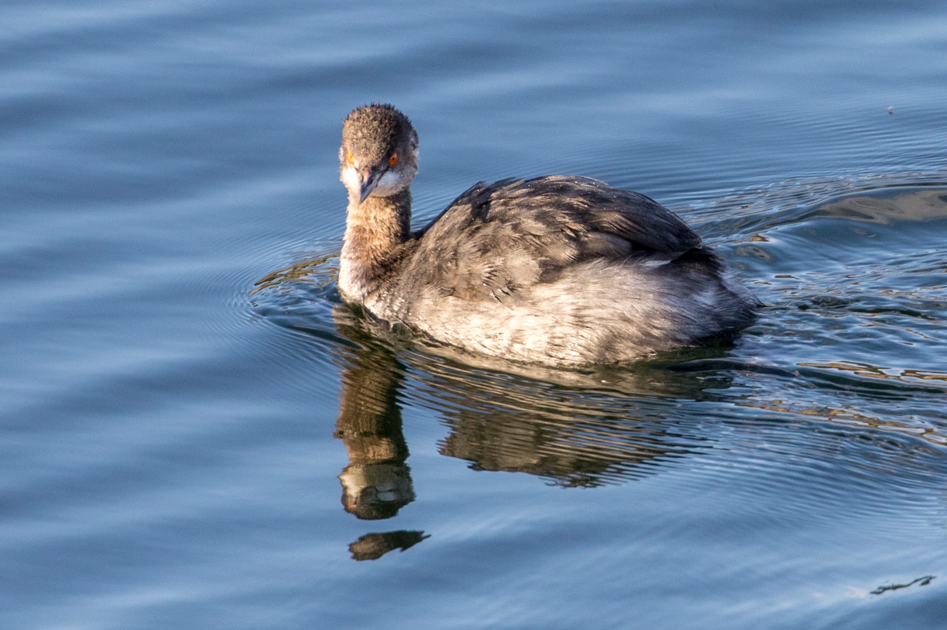 What Ears? | Great Bird Pics