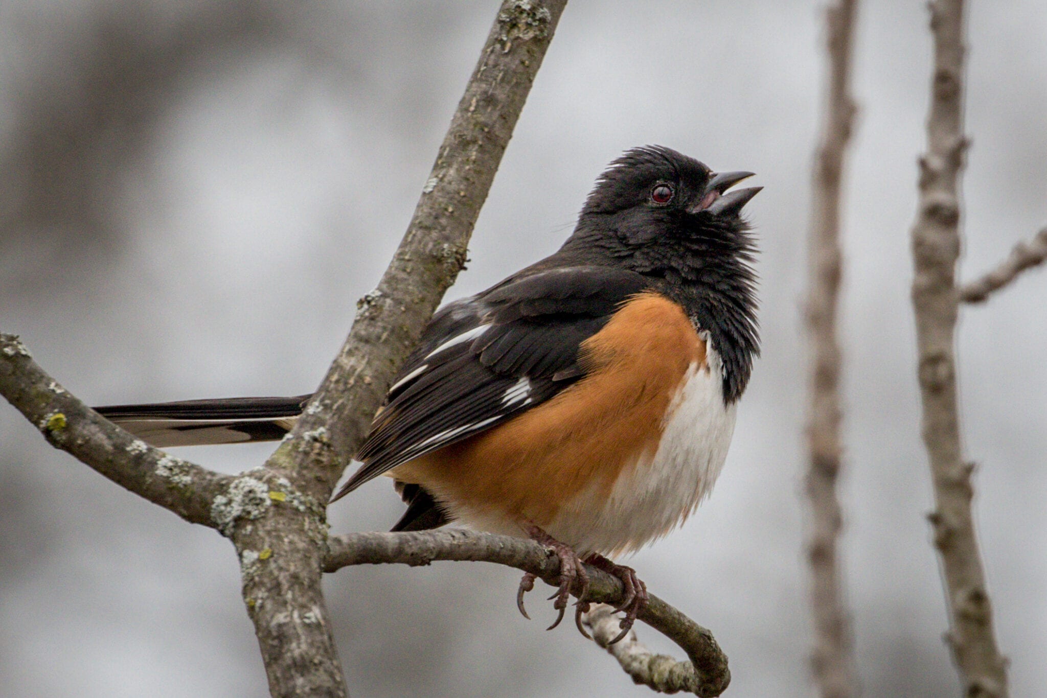 Sounds Like Its Name | Great Bird Pics
