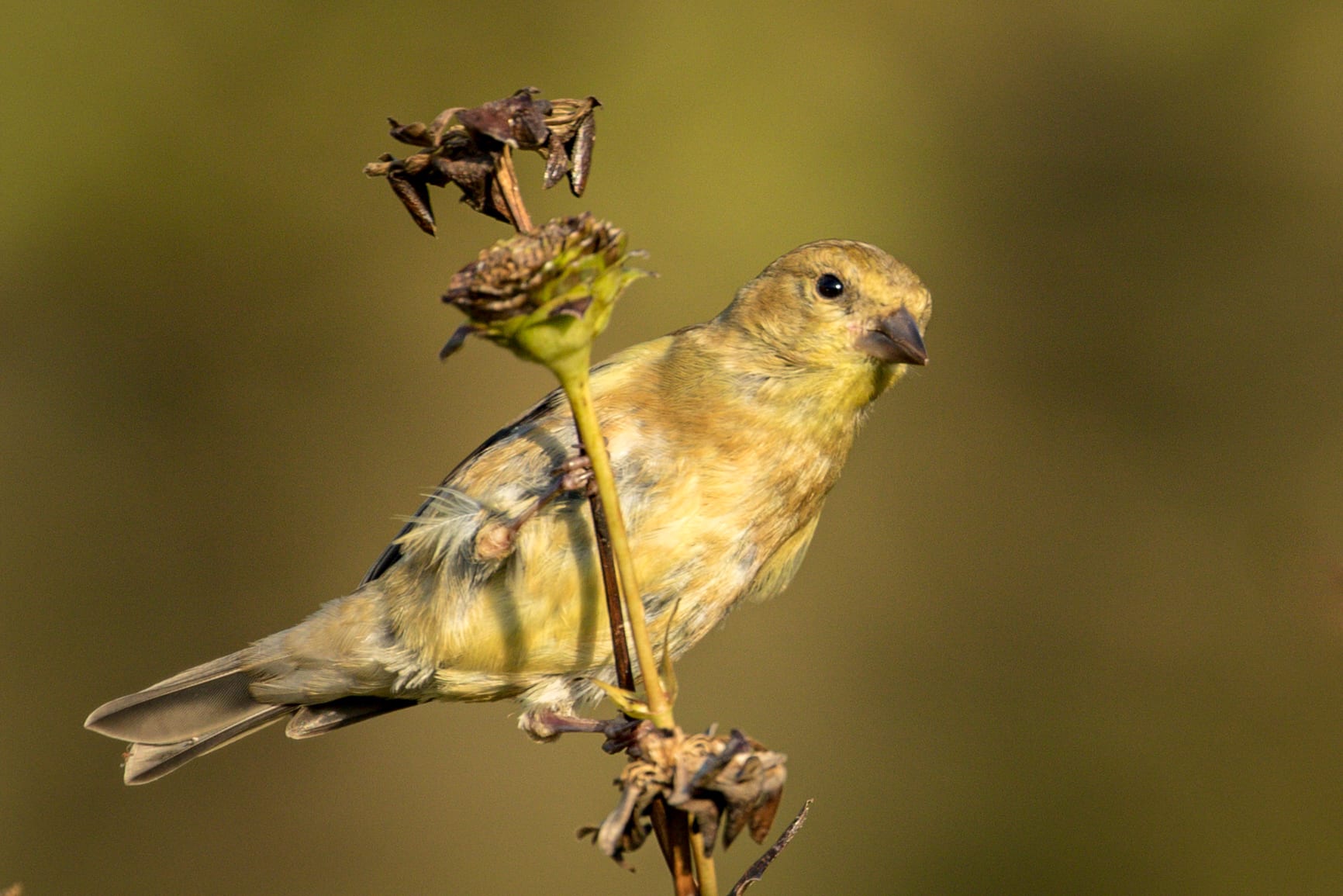 Hanging Sideways | Great Bird Pics