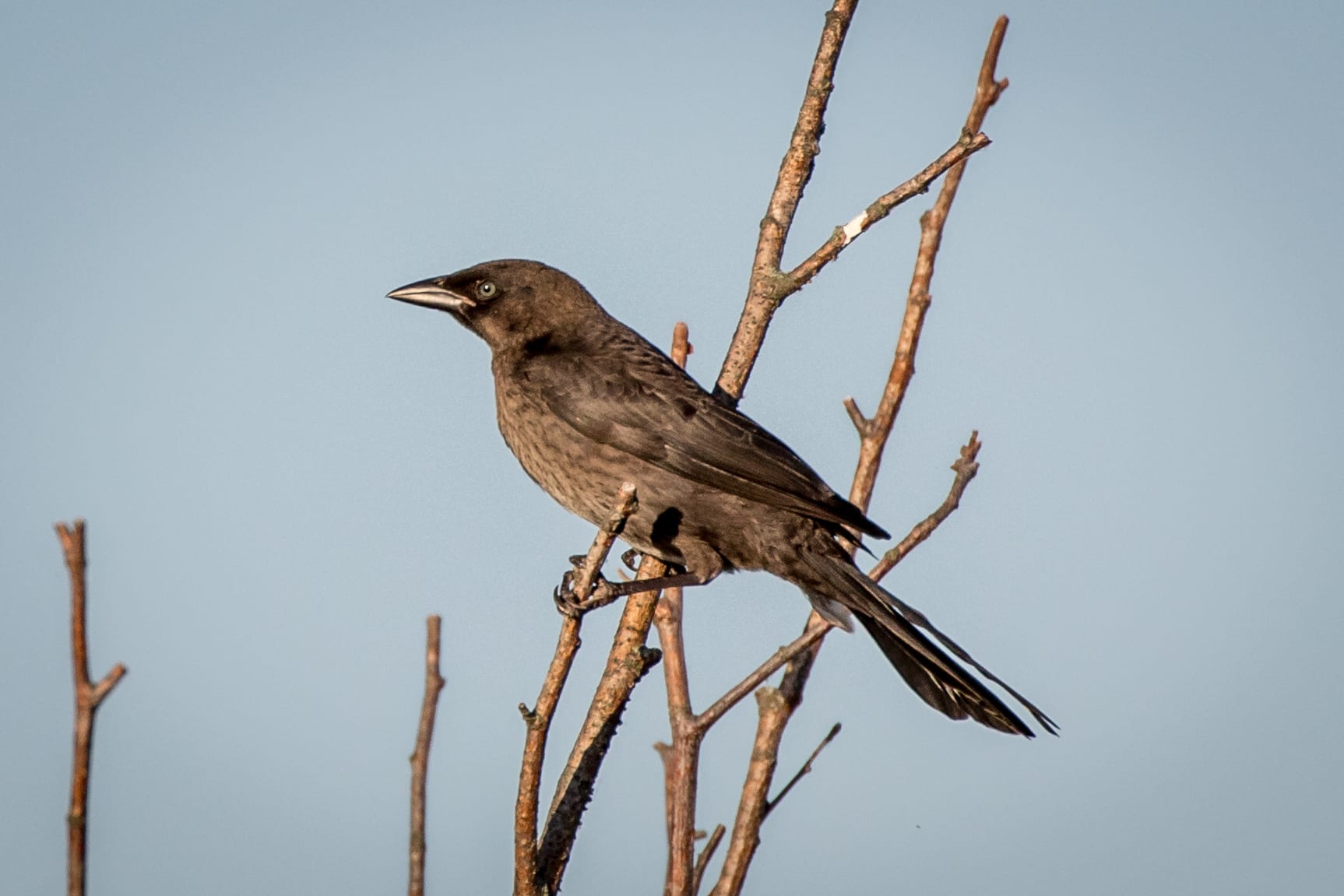 Female | Great Bird Pics