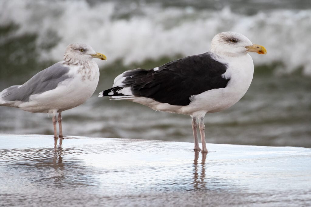 Comparison of Gulls | Great Bird Pics