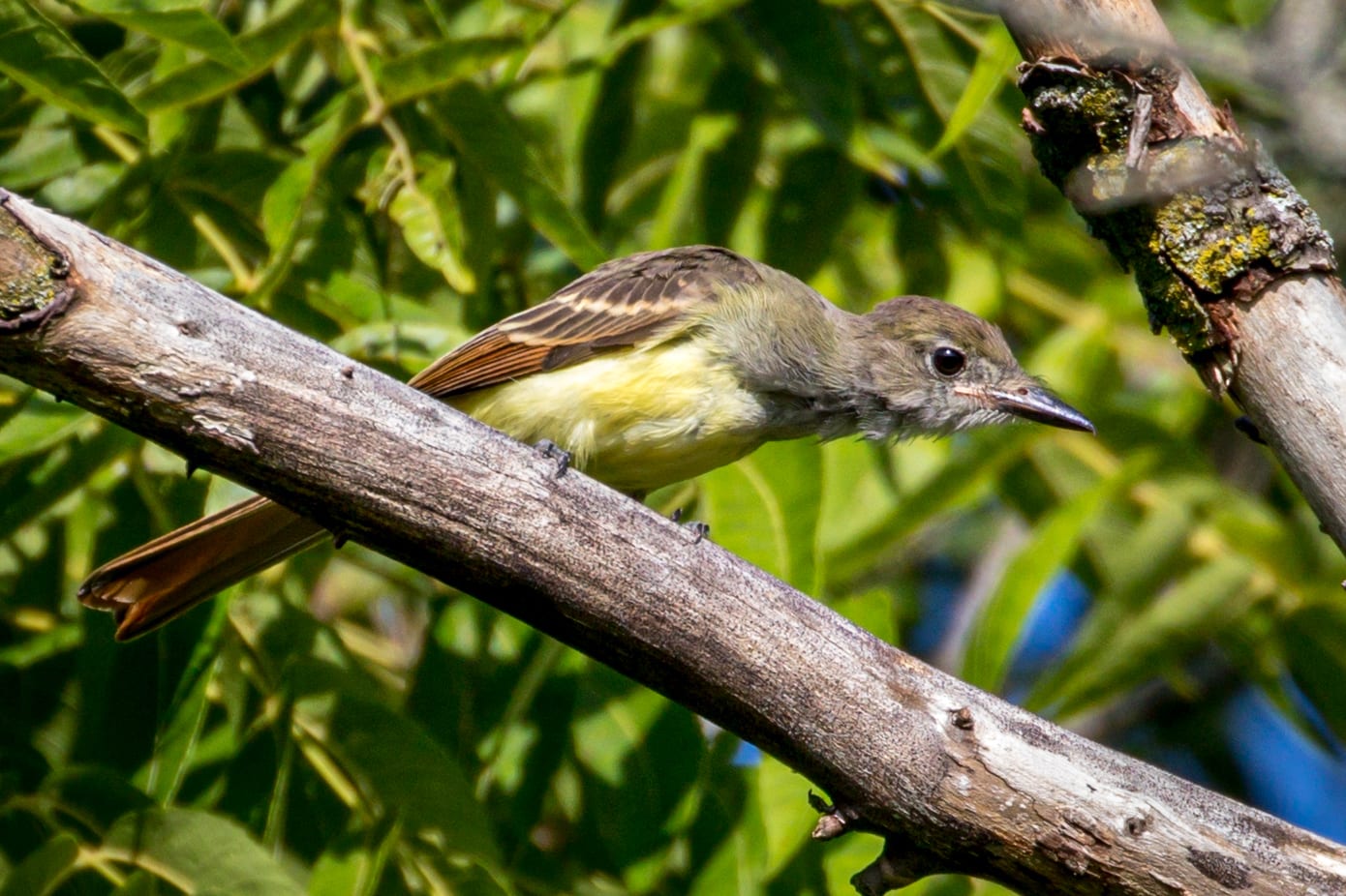 Ready to Launch | Great Bird Pics