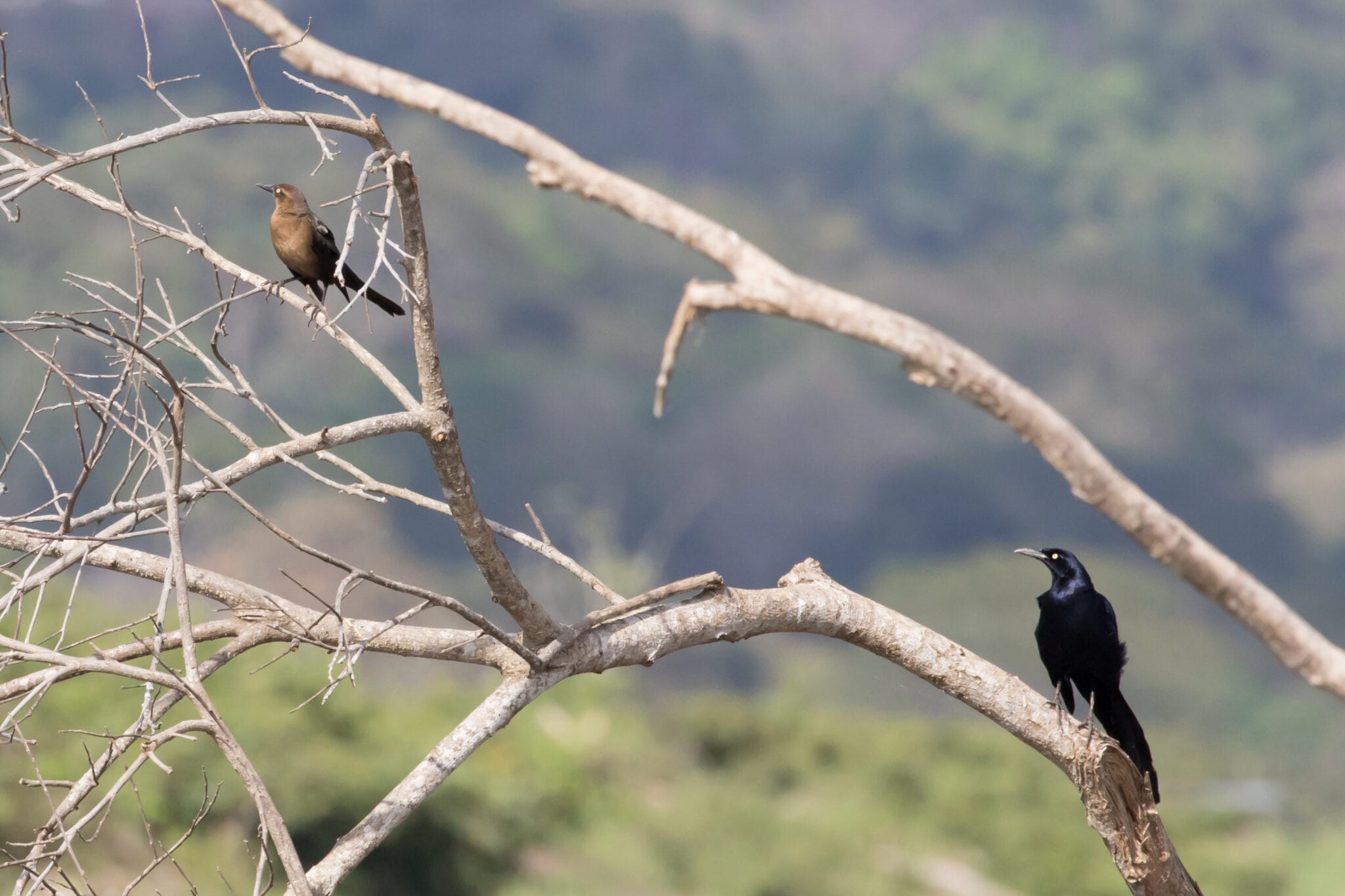 A Little Tiff? | Great Bird Pics
