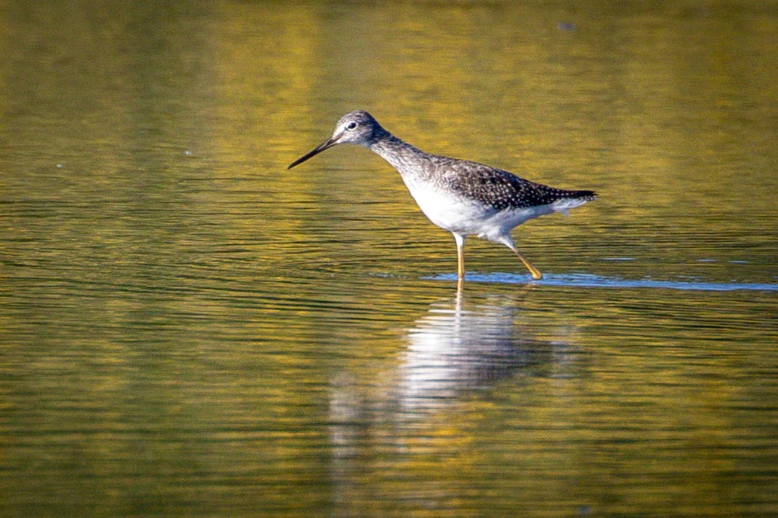 Yellow Legs, Yellow Legs, Where Have You Been? | Great Bird Pics