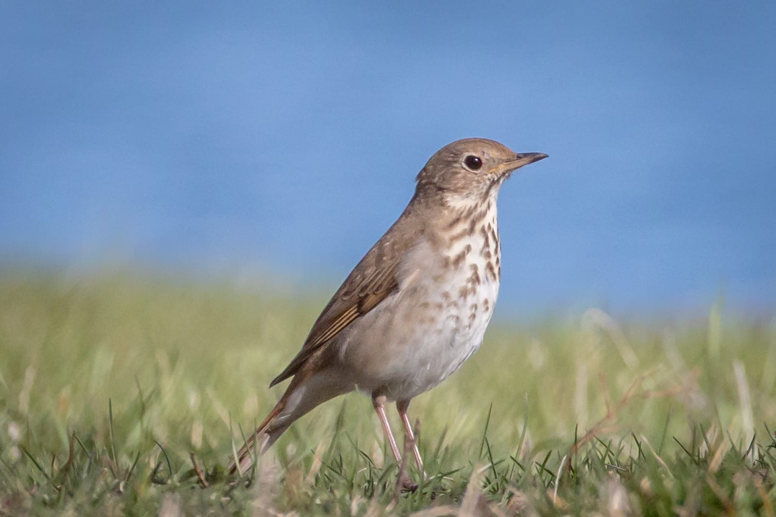 A Loner | Great Bird Pics