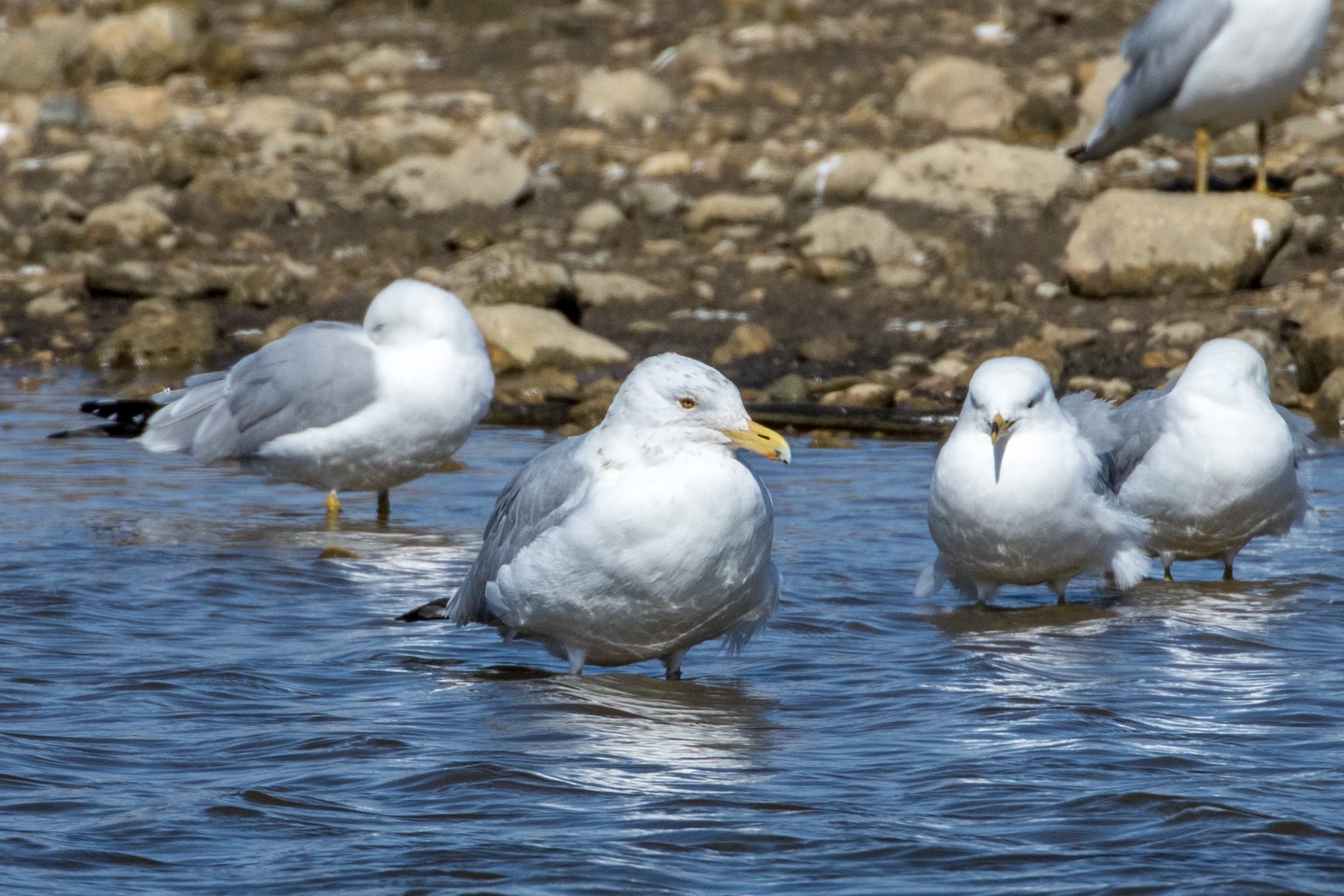 Two Gulls | Great Bird Pics