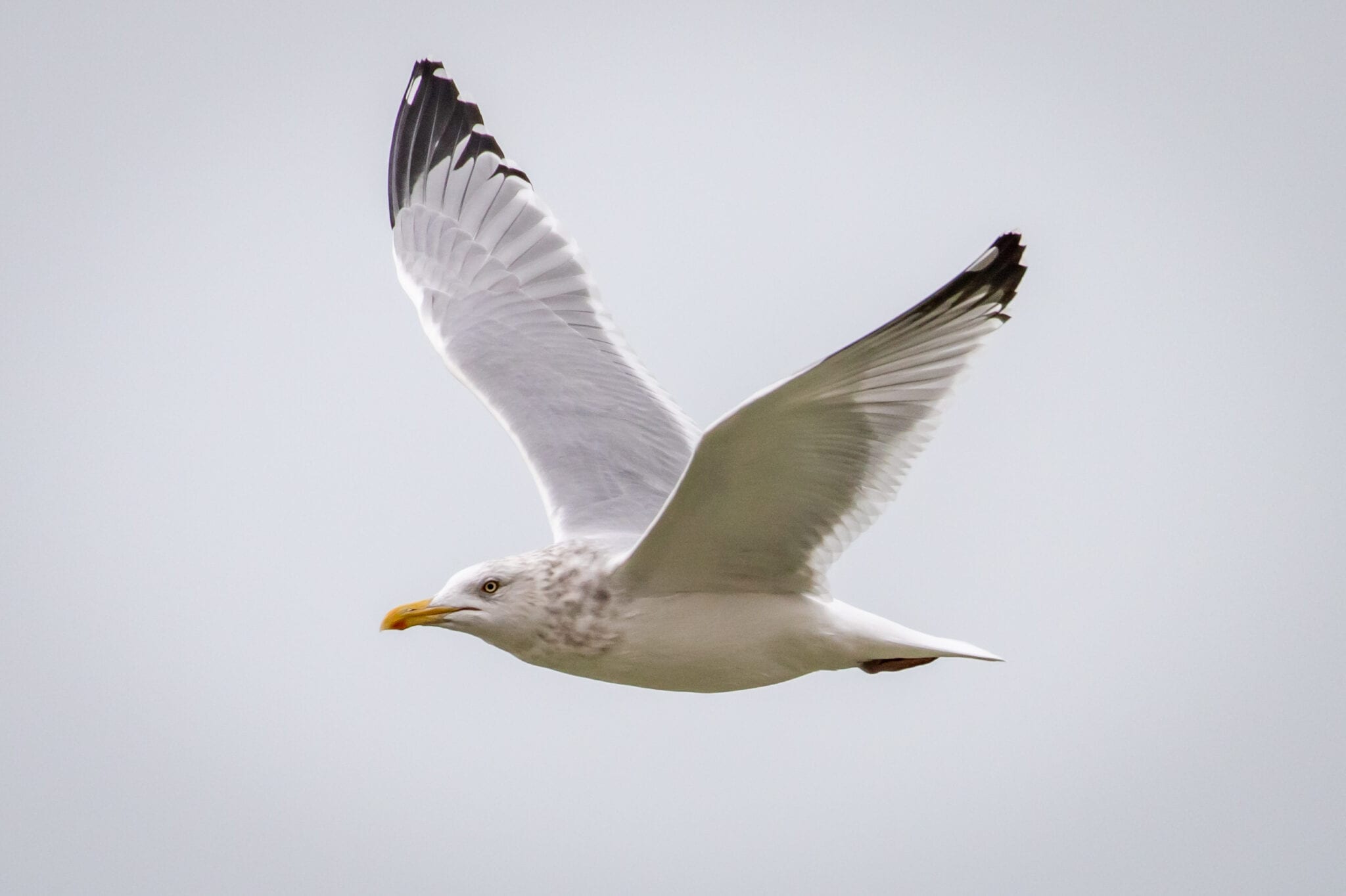 A Simple Picture of a Gull | Great Bird Pics
