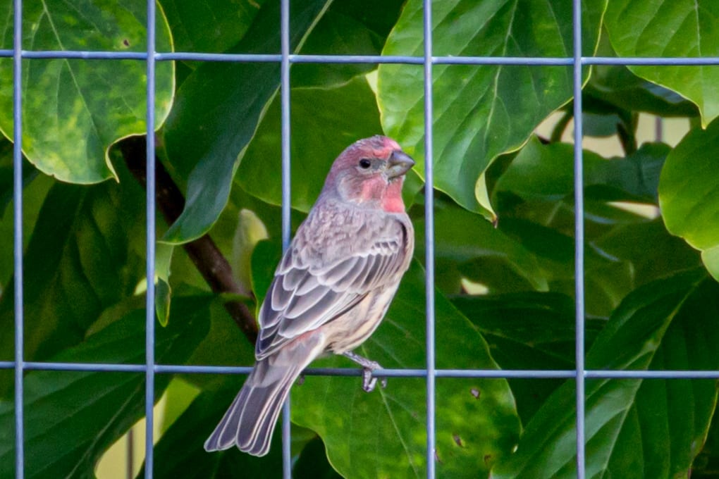 Jailbird? | Great Bird Pics