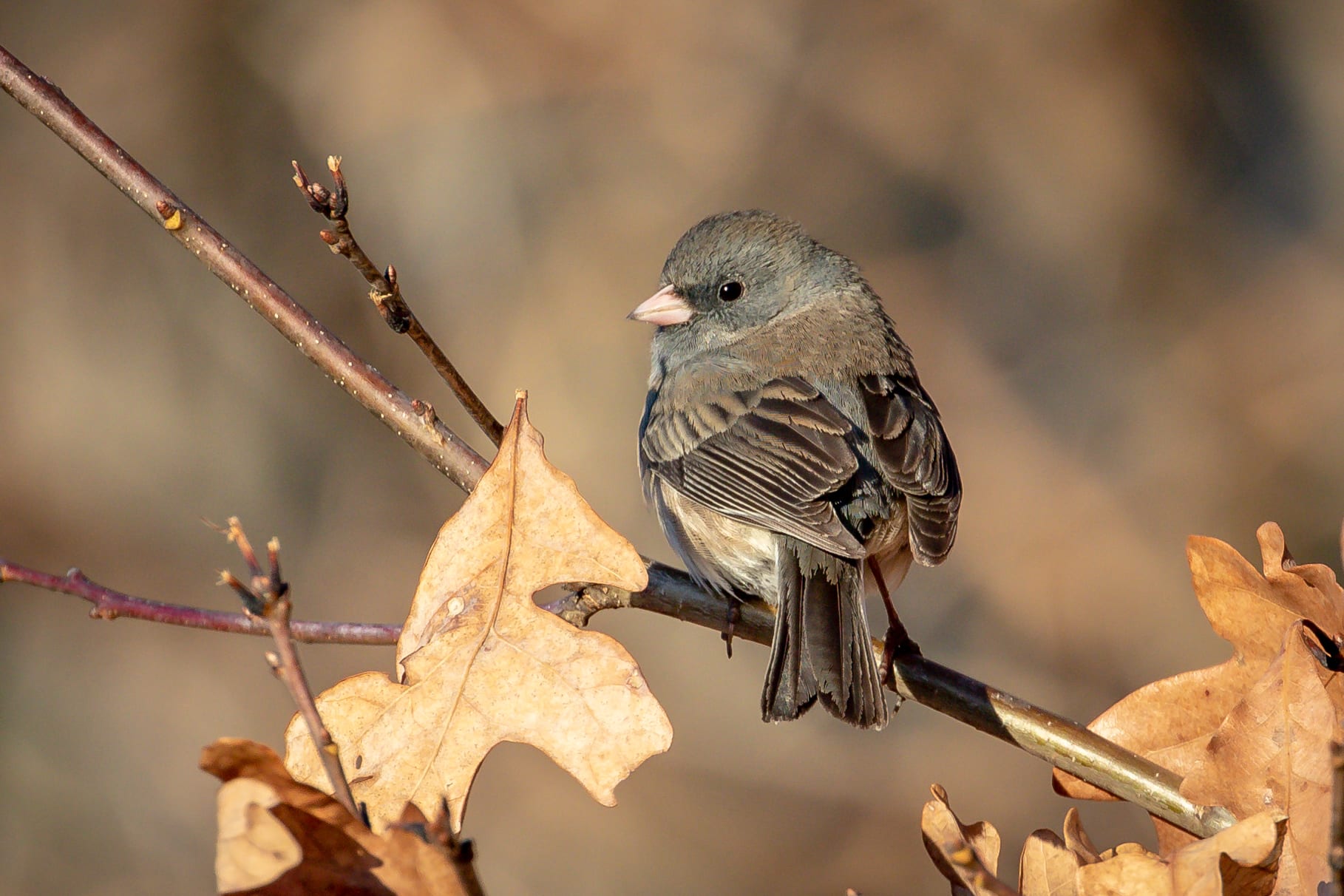 Fall Bird | Great Bird Pics