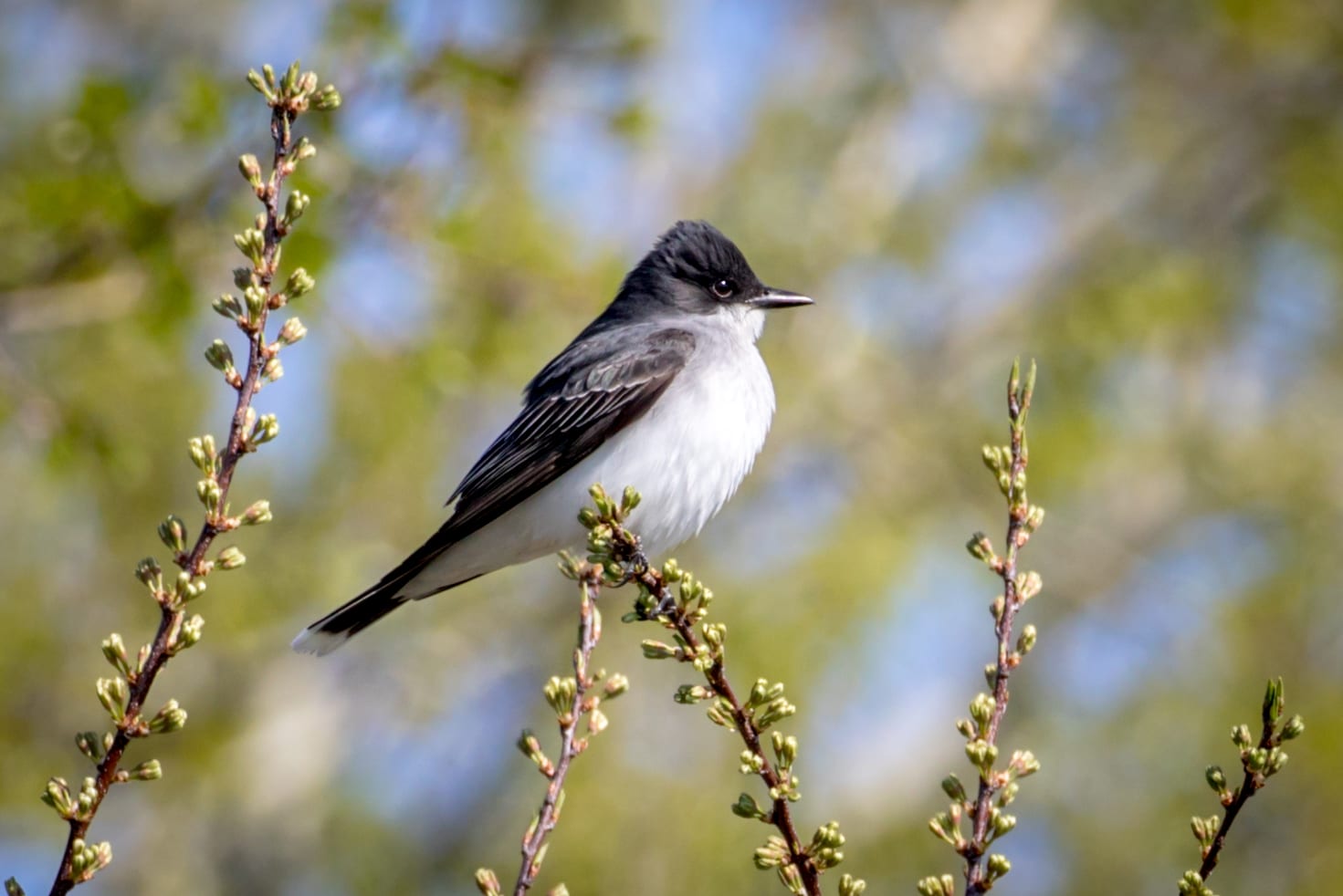 Sitting Pretty Great Bird Pics