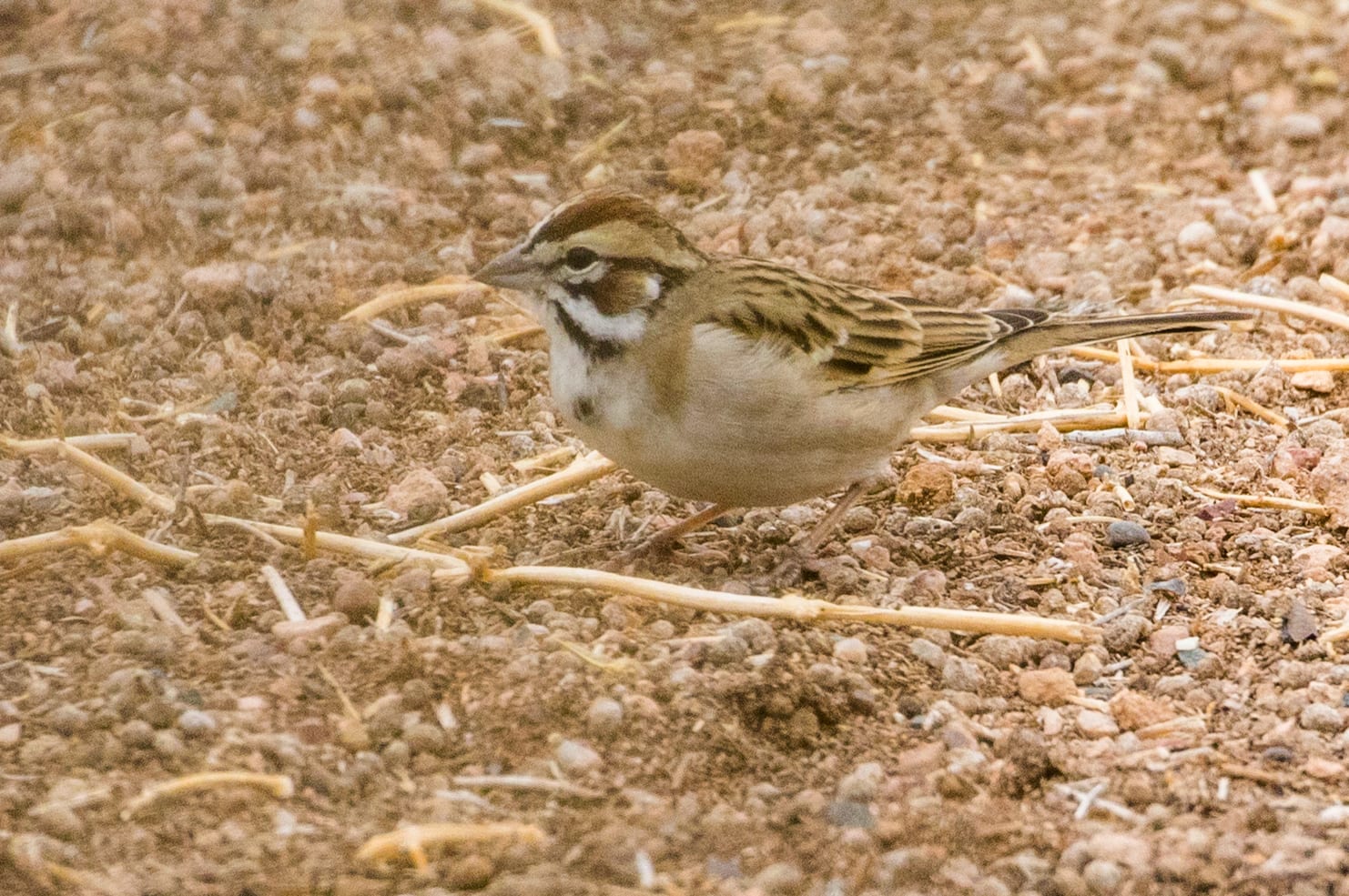 Make Up Your Mind | Great Bird Pics