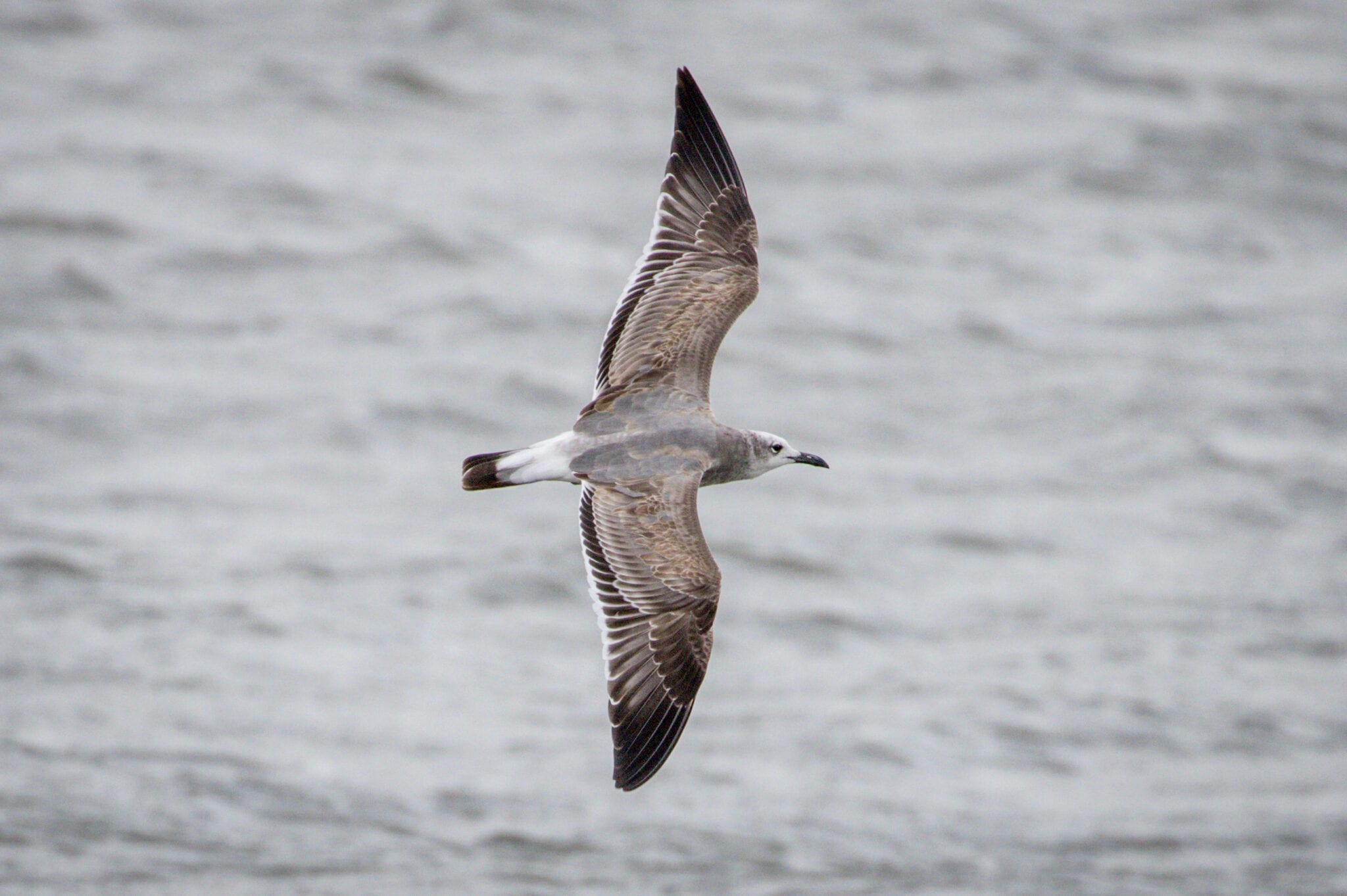 Who’s Laughing Now? | Great Bird Pics
