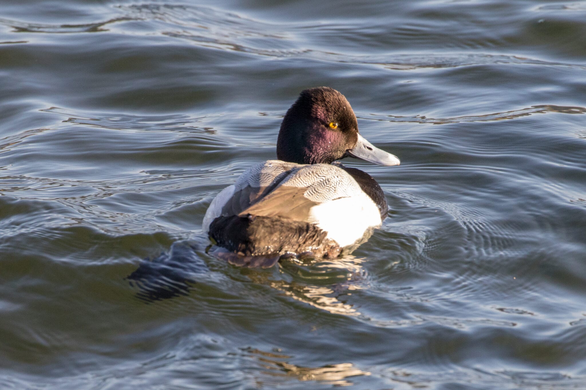 Looking Over His Shoulder | Great Bird Pics