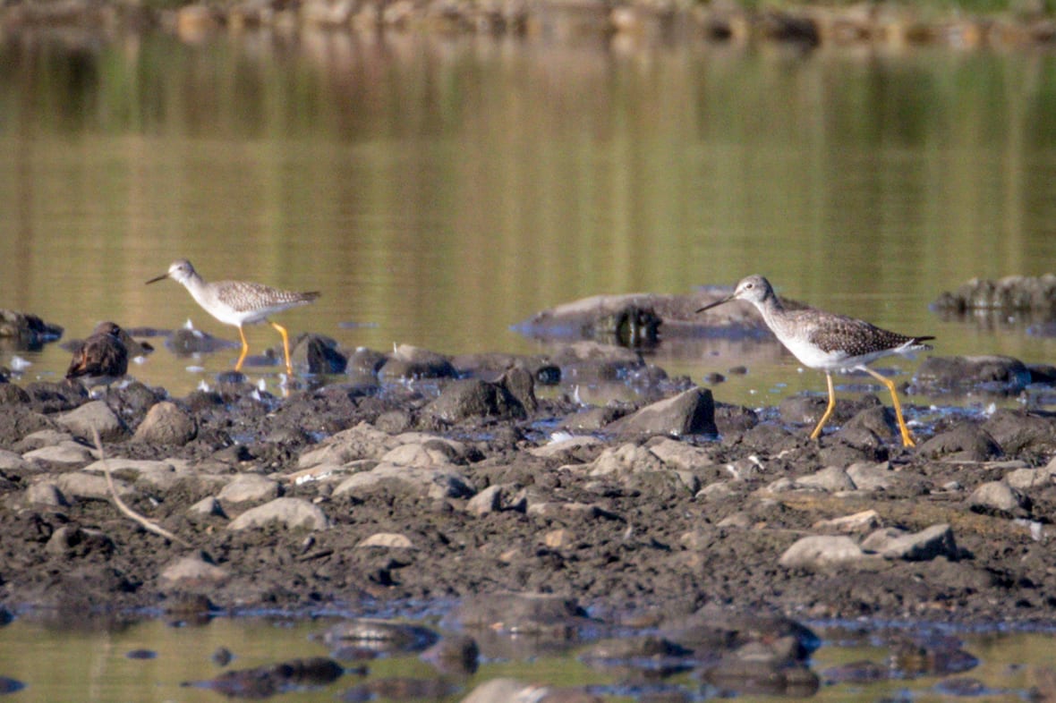 At Least the Yellow Legs are the Same | Great Bird Pics
