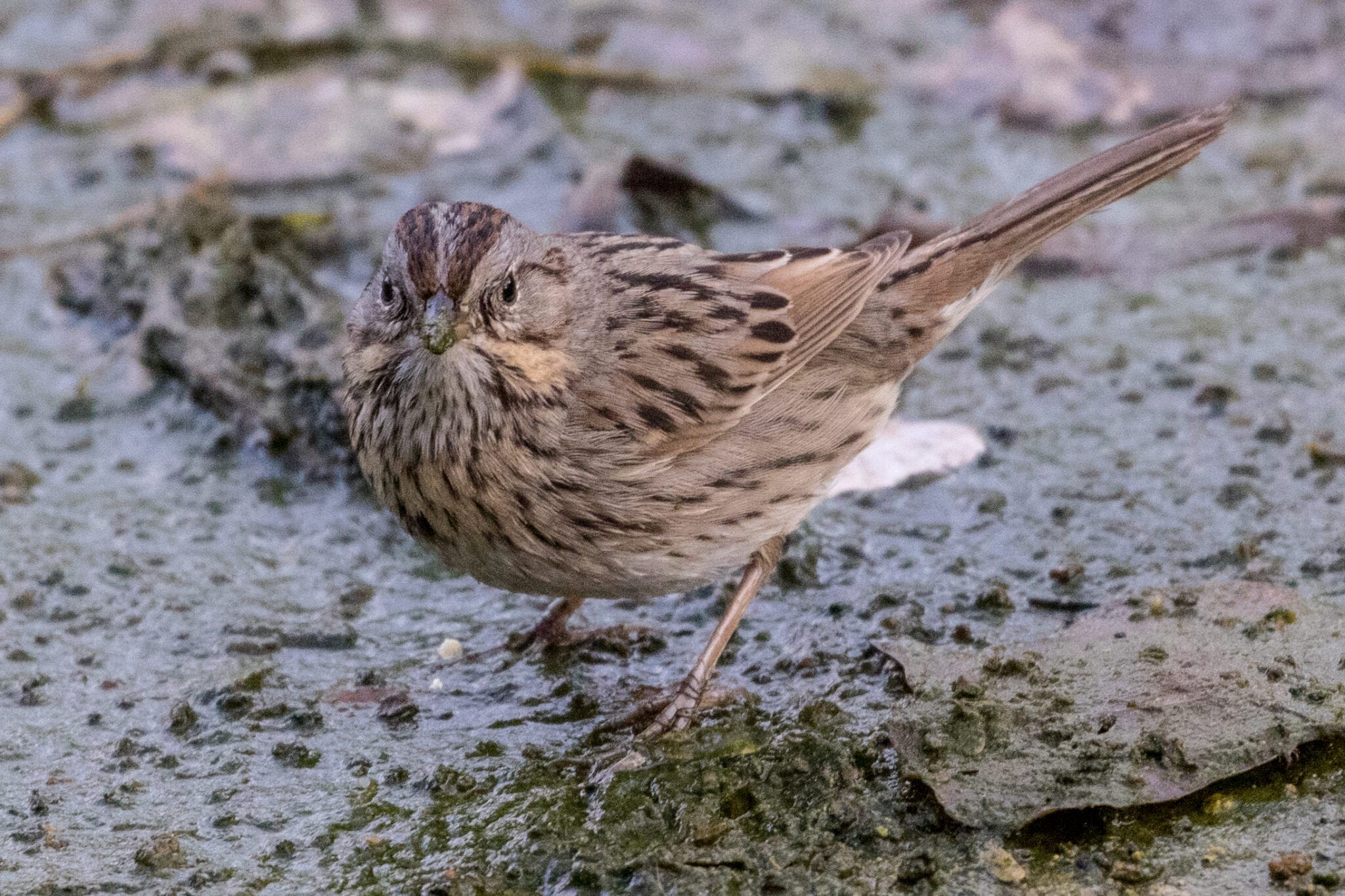 Washington Recess | Great Bird Pics