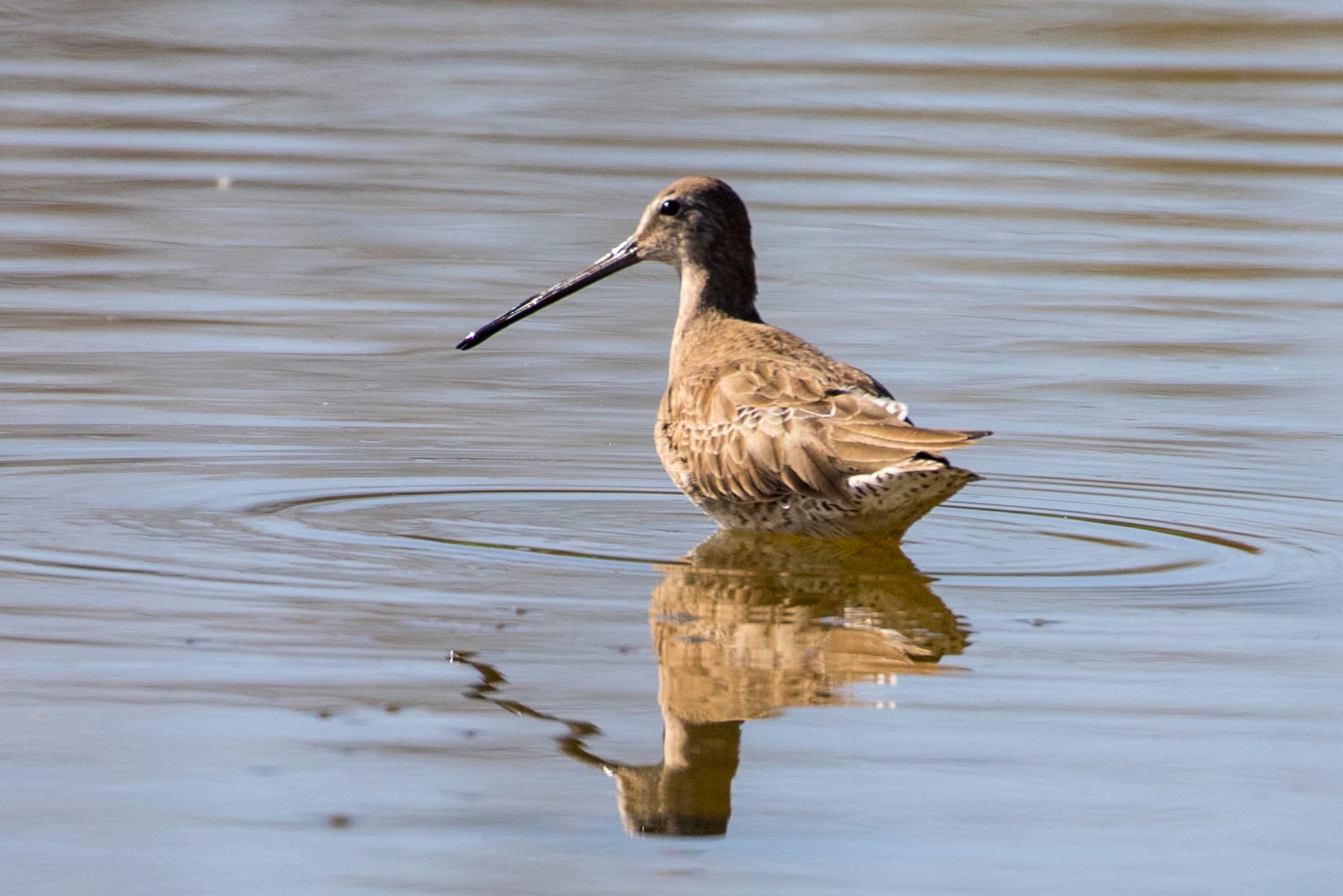 You Could Hurt Someone With That | Great Bird Pics