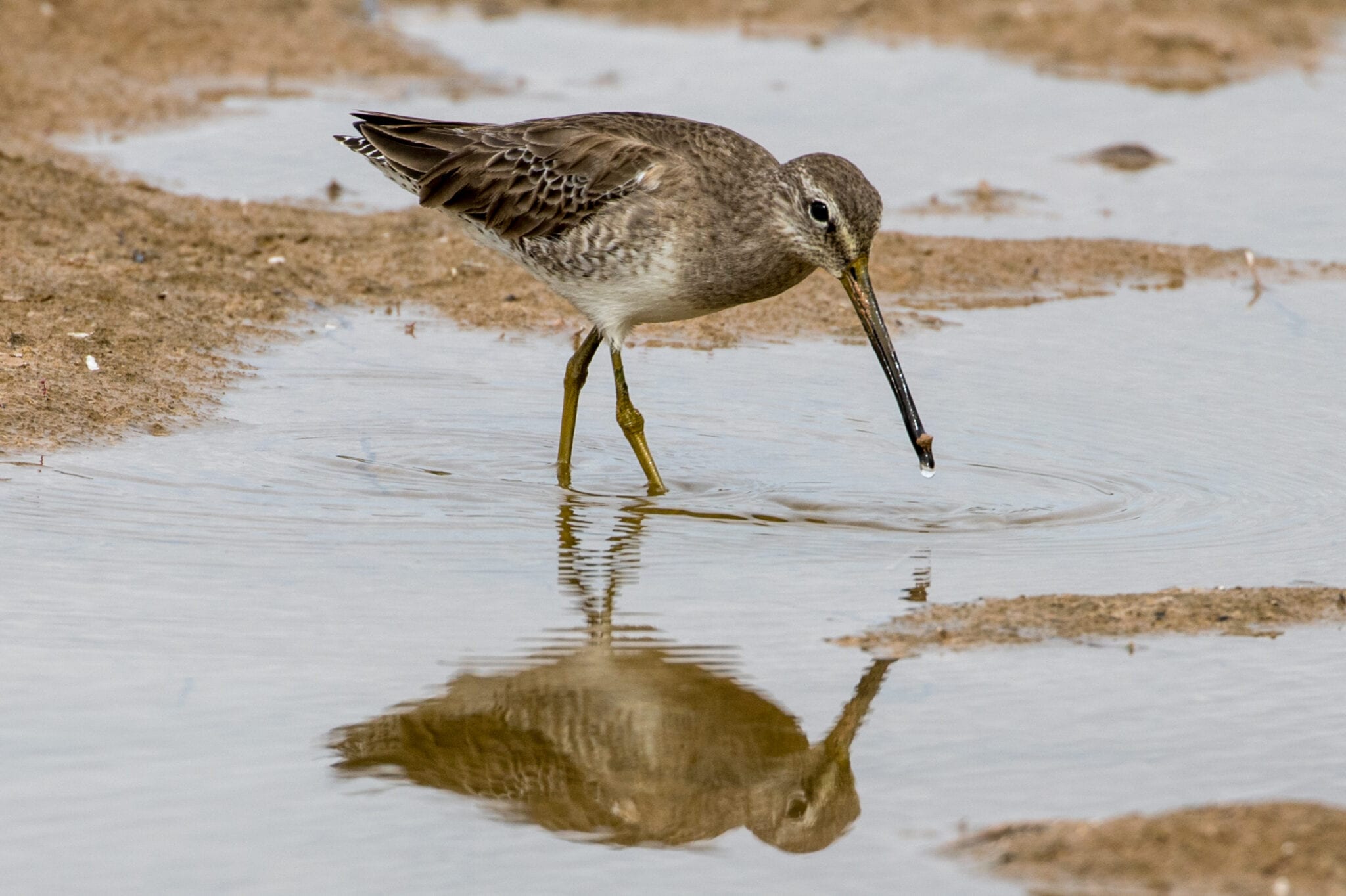 Drinking Straw? | Great Bird Pics