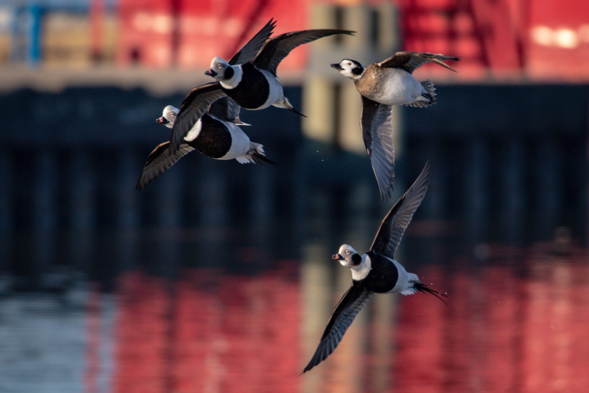 Big Red in Background | Great Bird Pics