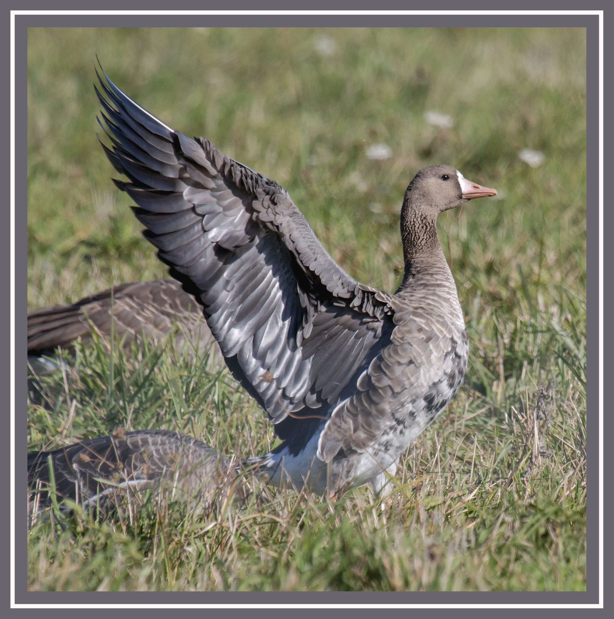 Greater White-fronted Goose | Great Bird Pics