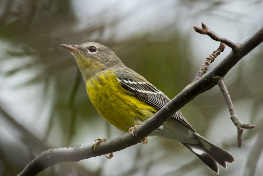 Faded Glory | Great Bird Pics