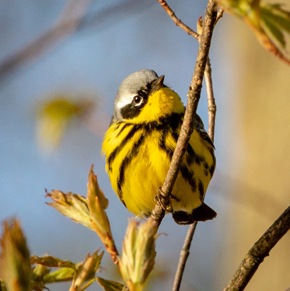 Maggie on the Rise | Great Bird Pics