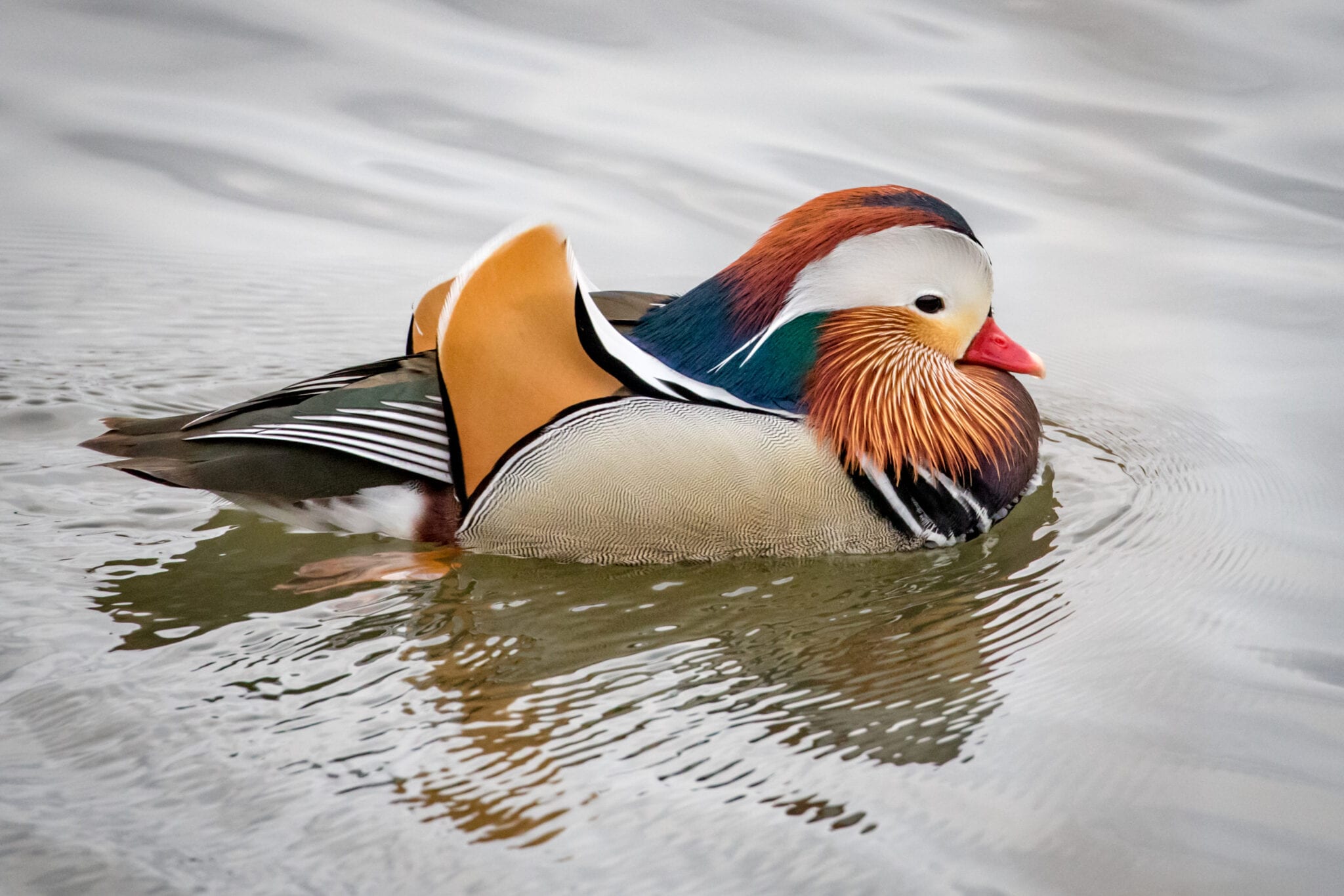 Is it Real? | Great Bird Pics