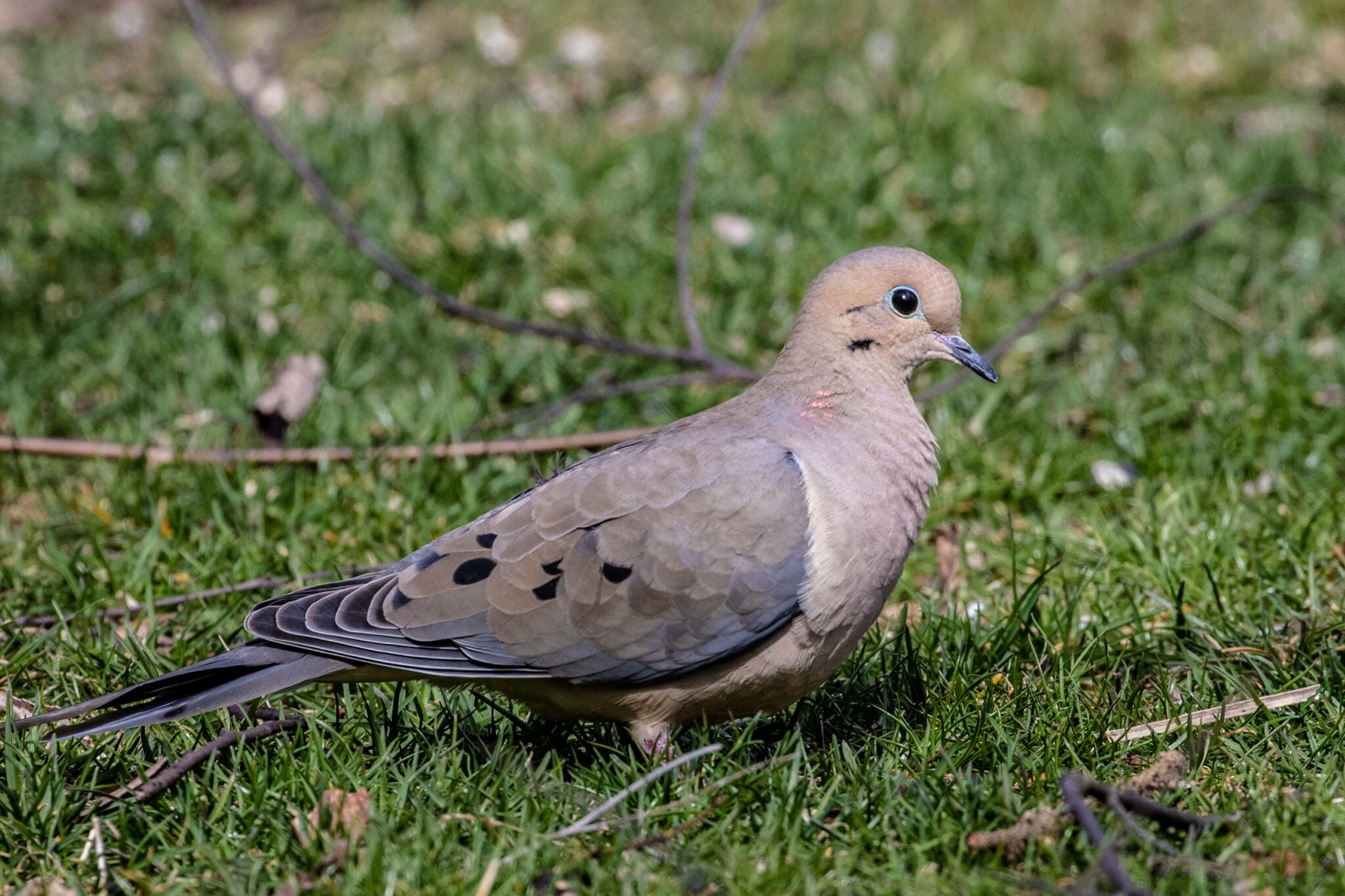 Mourning in the Morning | Great Bird Pics