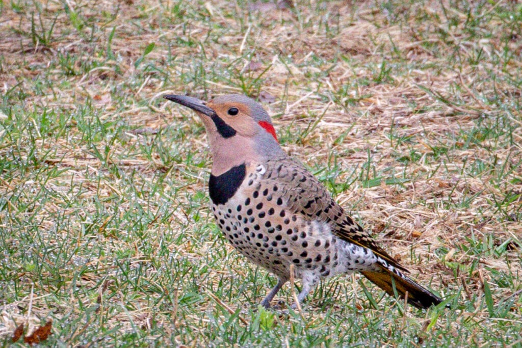 Male Flicker | Great Bird Pics
