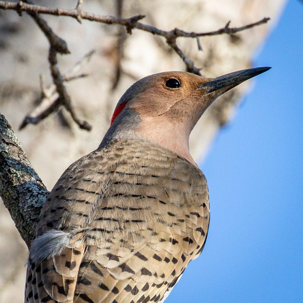 Looking for a Place to Nest | Great Bird Pics