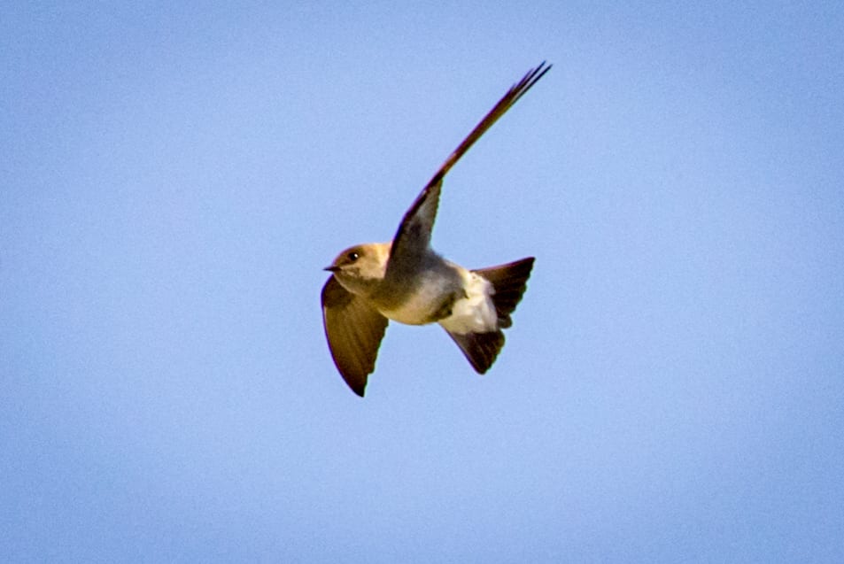 Tough Shot | Great Bird Pics