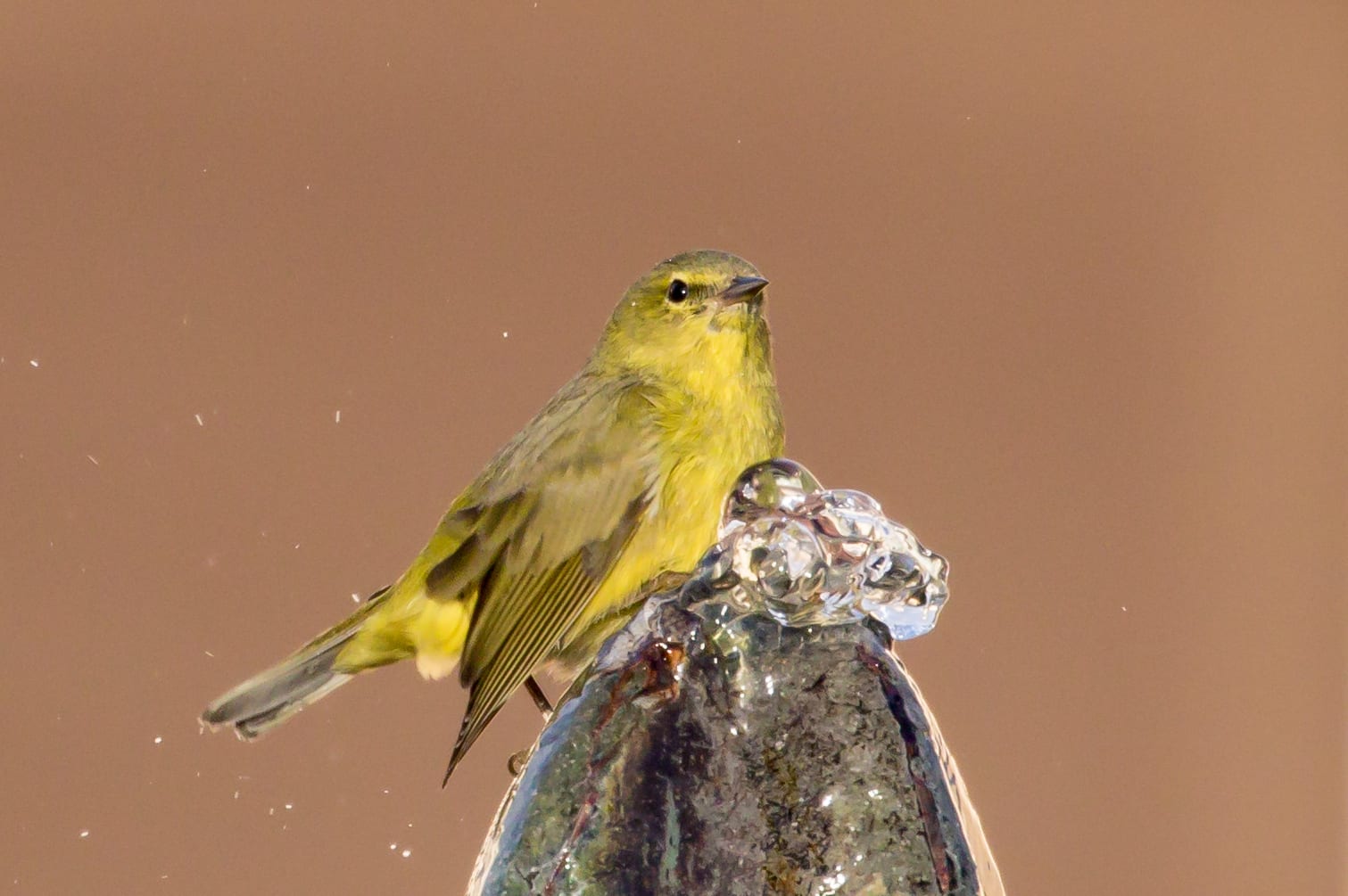 Bubbler | Great Bird Pics