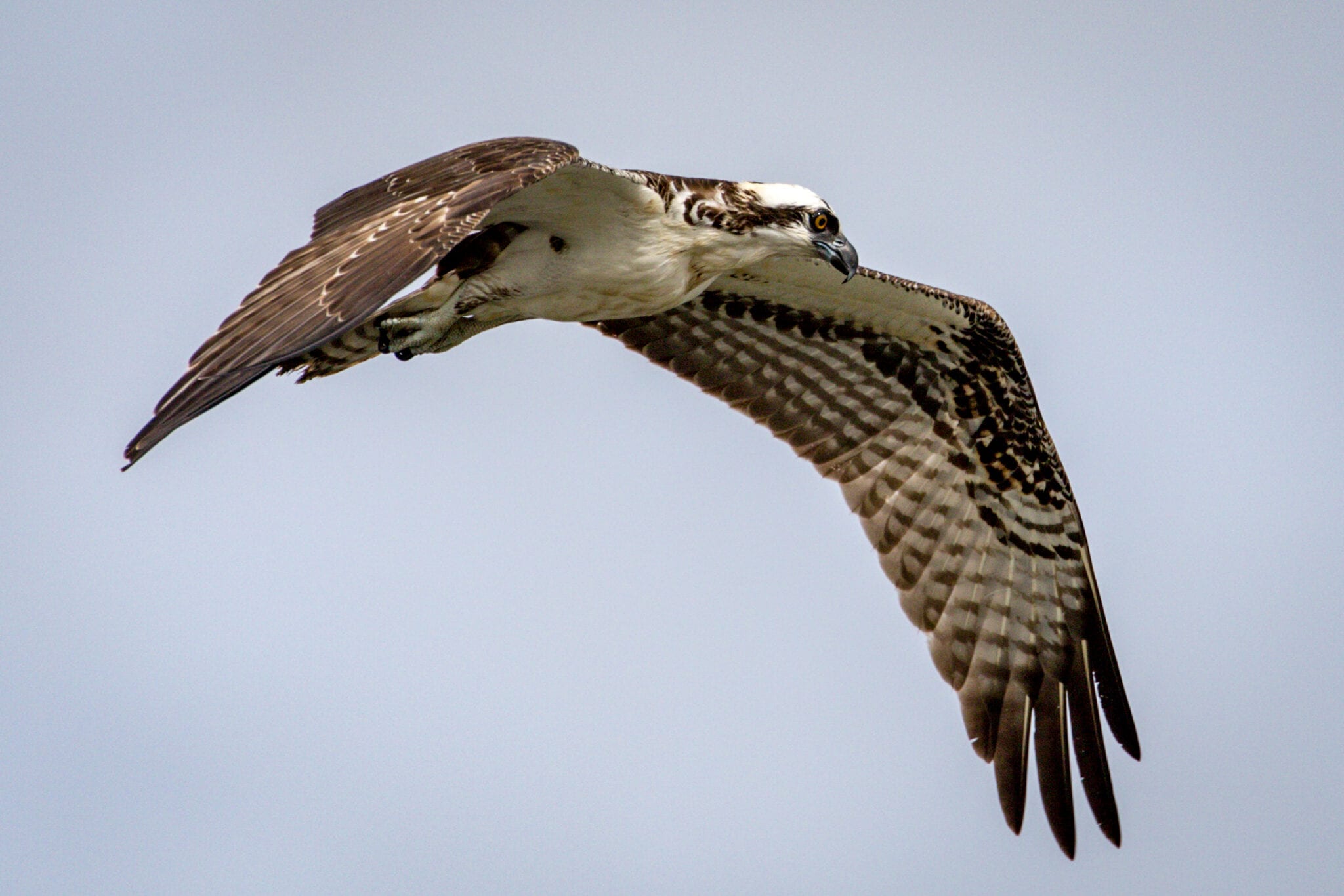 One Flap Down | Great Bird Pics