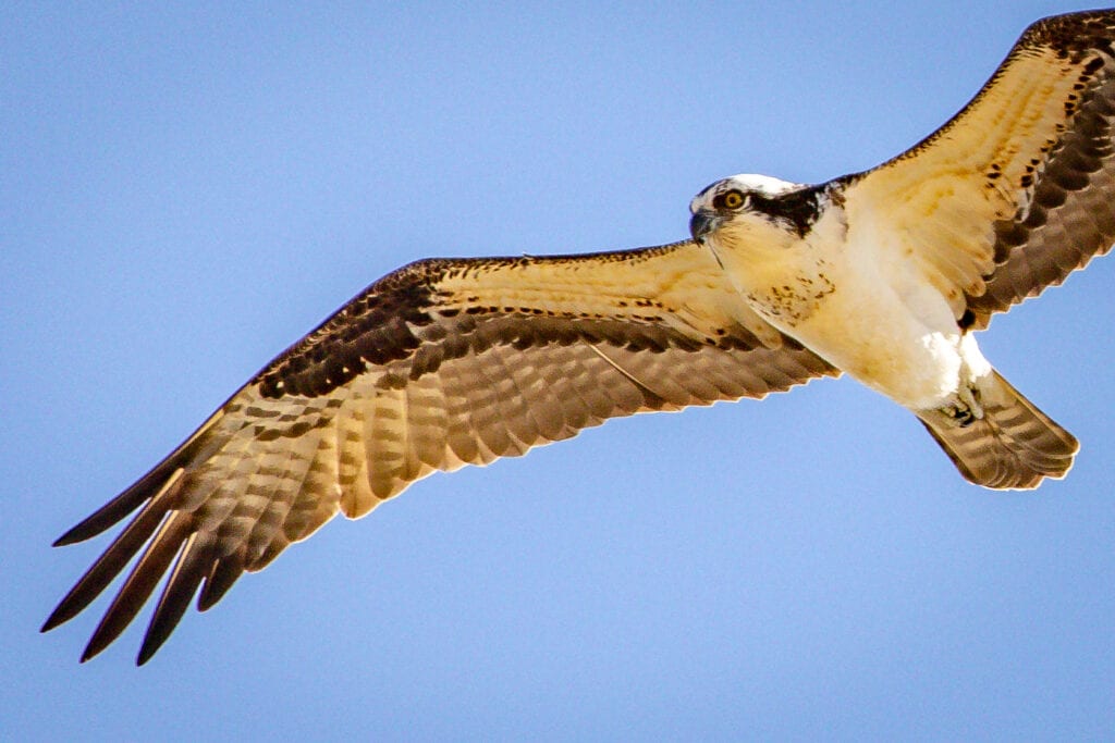 Close-up of Osprey | Great Bird Pics