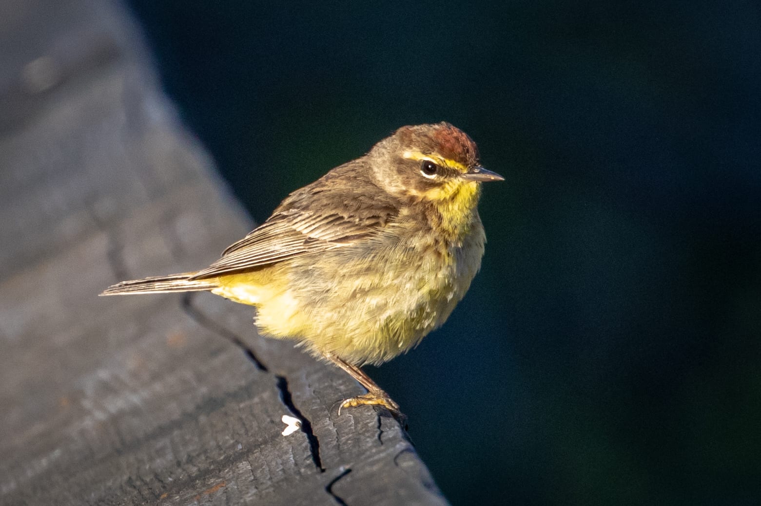 On the Fence | Great Bird Pics