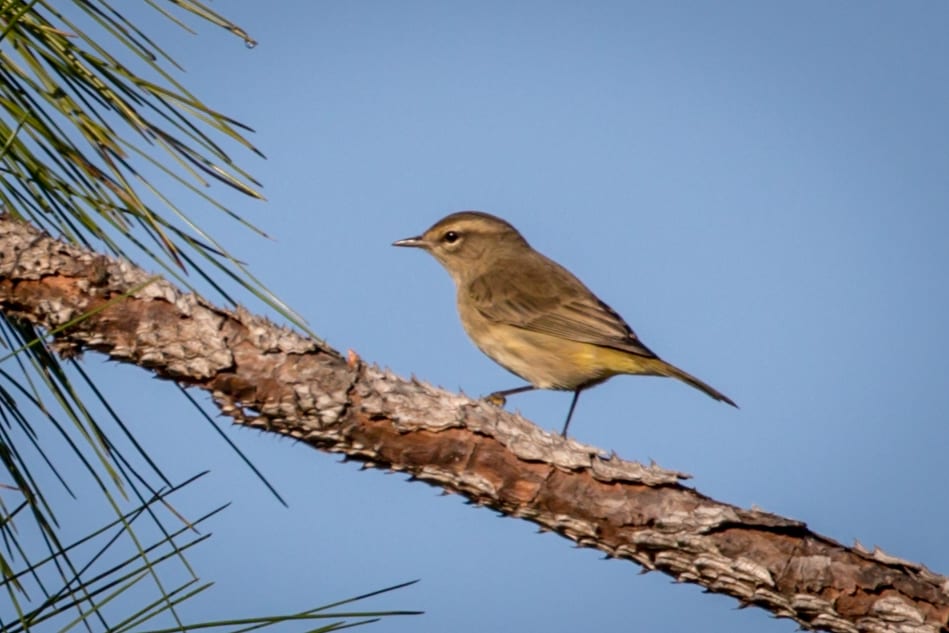 In a Palm Tree | Great Bird Pics