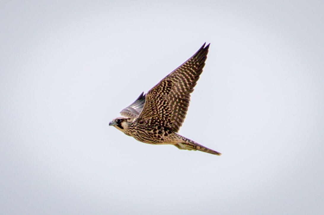 Falcon Flight | Great Bird Pics