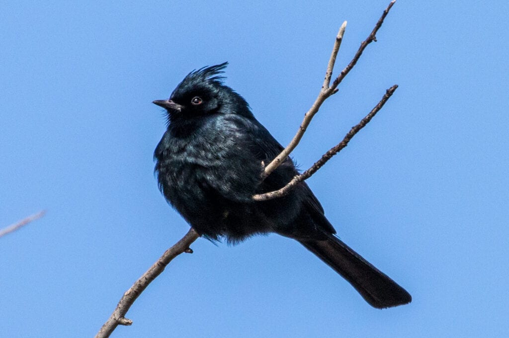 Jet Black | Great Bird Pics