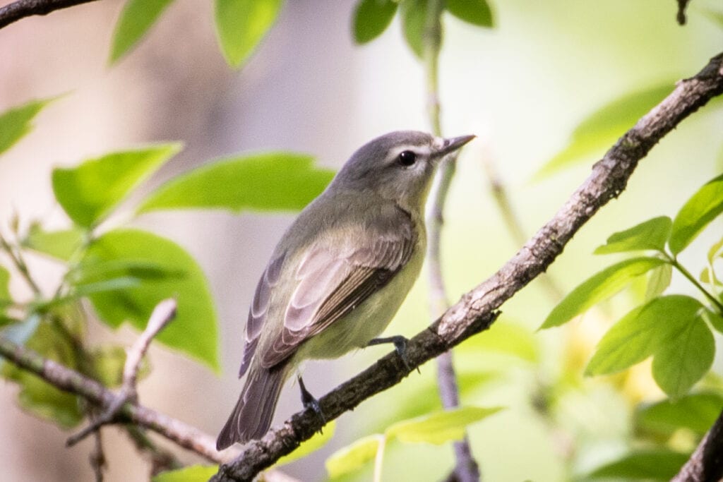 Just In from Philly | Great Bird Pics