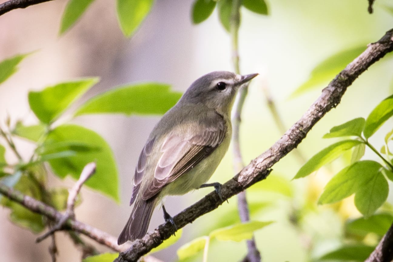 Just In from Philly | Great Bird Pics