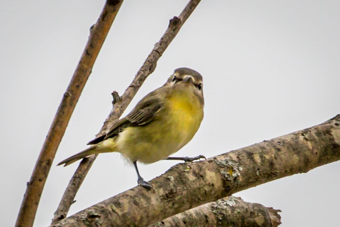 Philadelphia Looks Down on You | Great Bird Pics