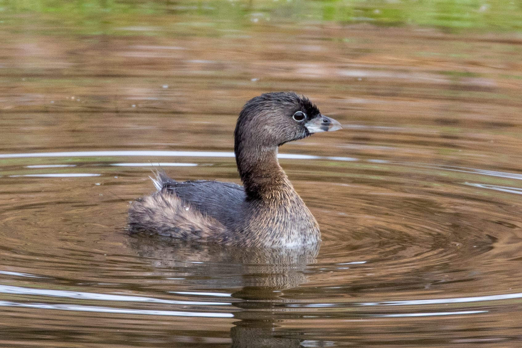Cutest Grebe | Great Bird Pics