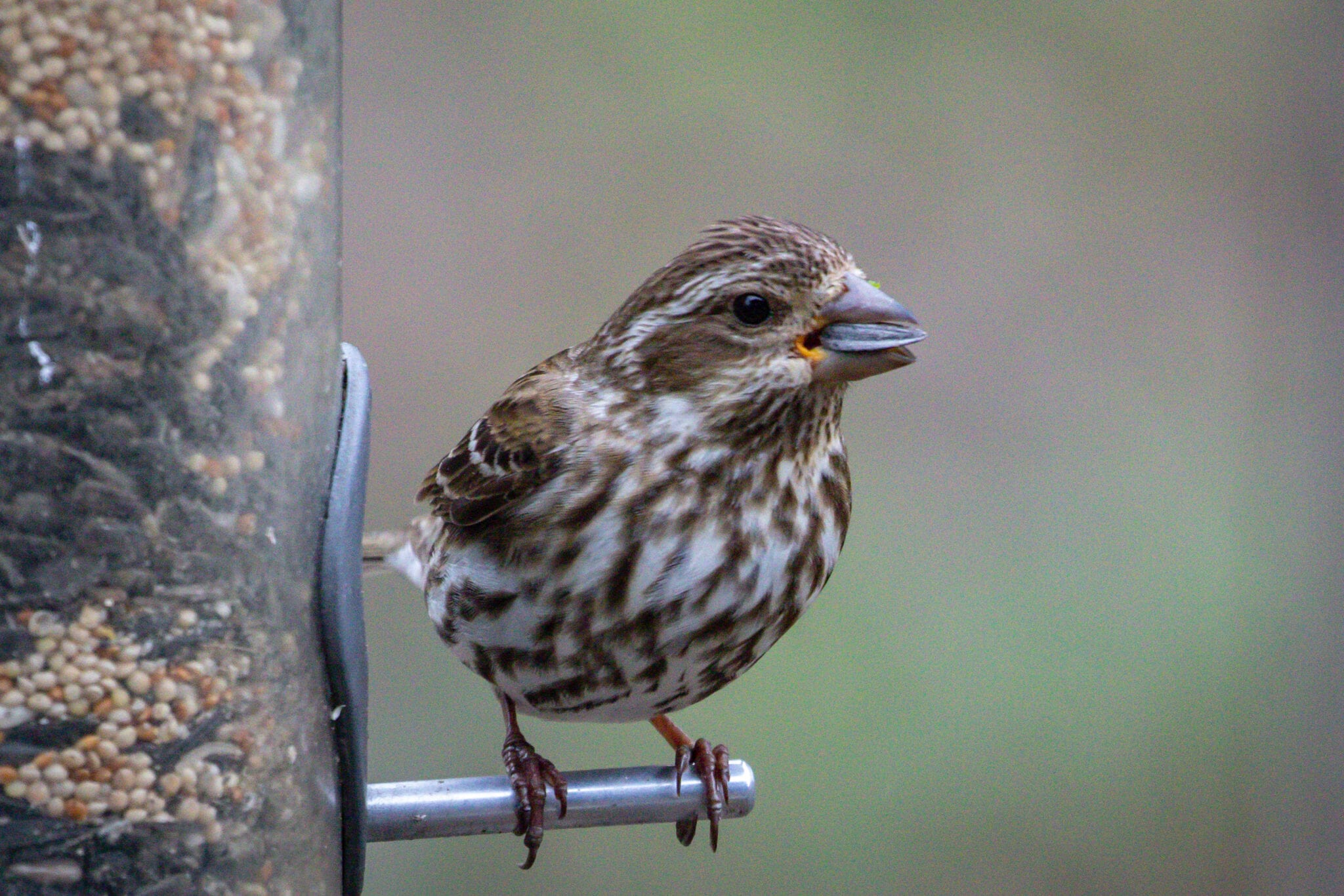 Must be a Finch | Great Bird Pics